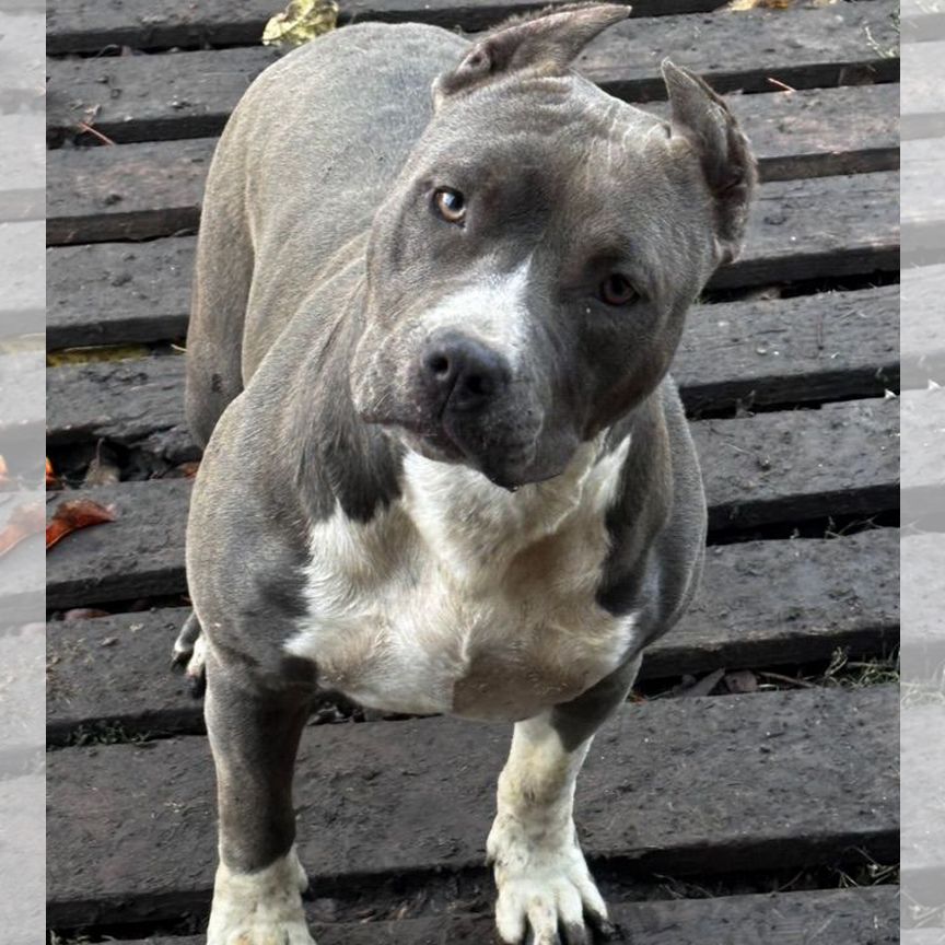 Американский стаффордширский терьер, щенок