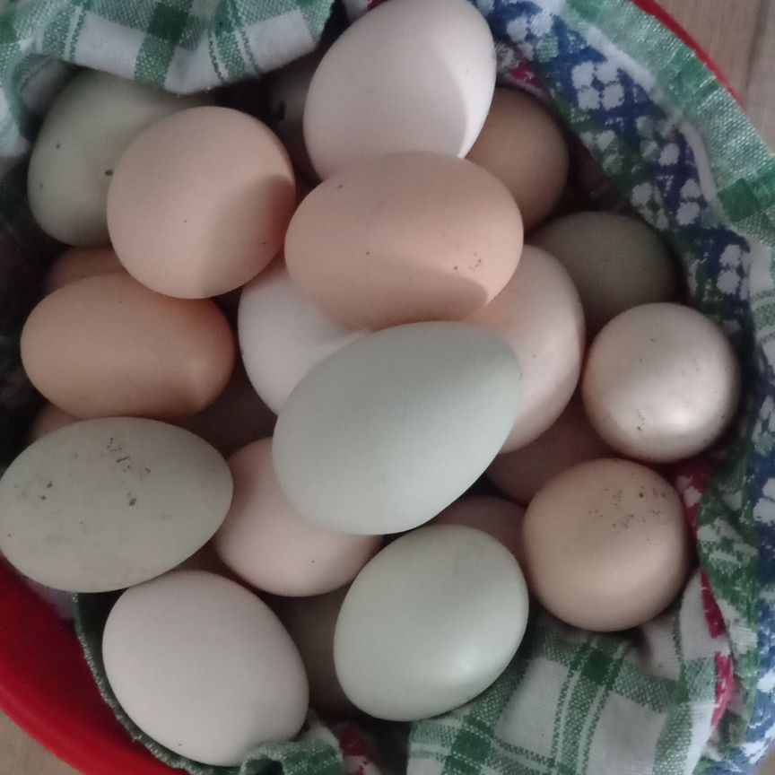 Инкубационное яйцо кур