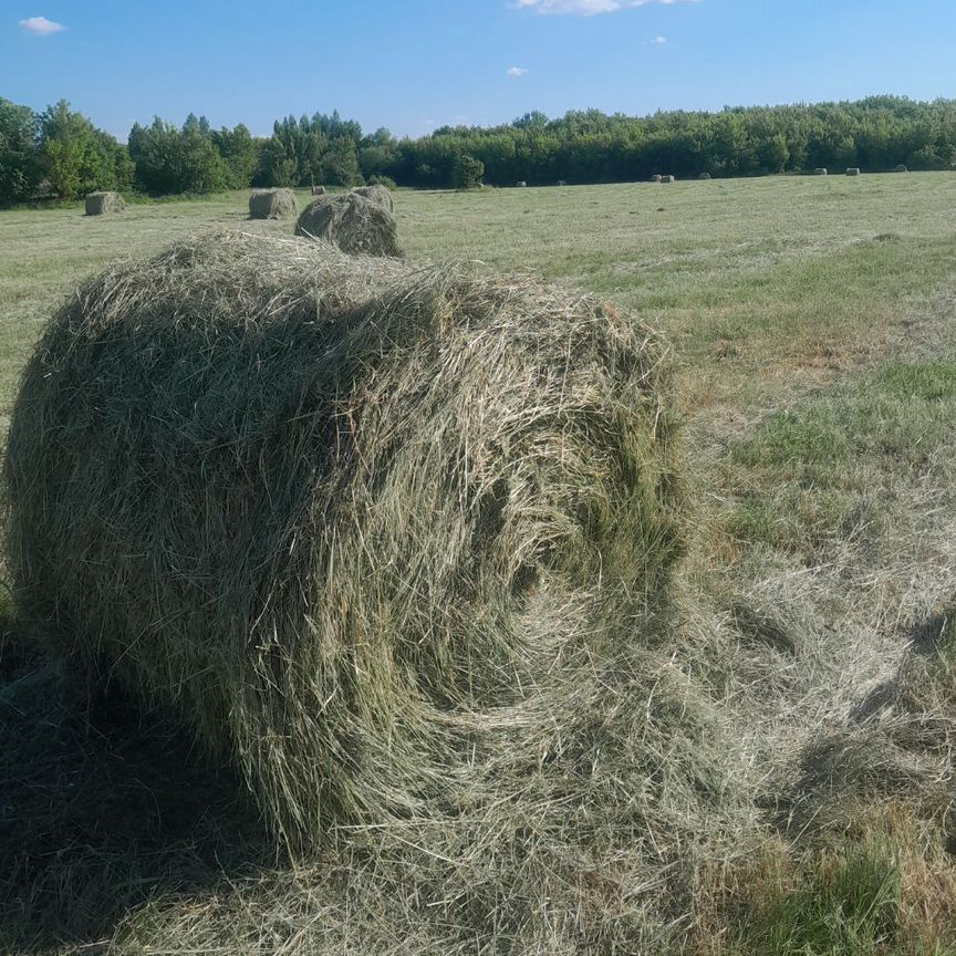 Сено в рулонах