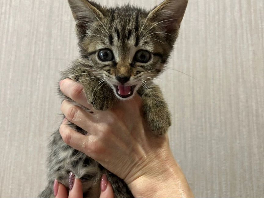 Котёнок в добрые руки