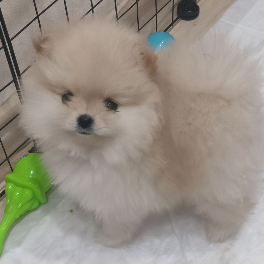 Померанский шпиц, щенок
