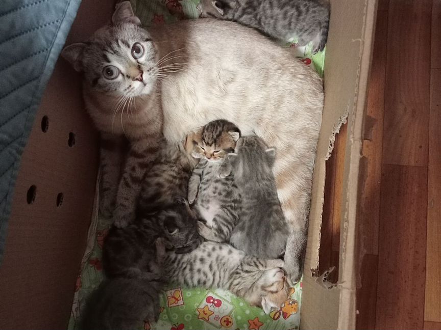 Шотландские вислоухие котята