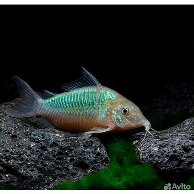 Аквариумные рыбки в ассортименте брохис
