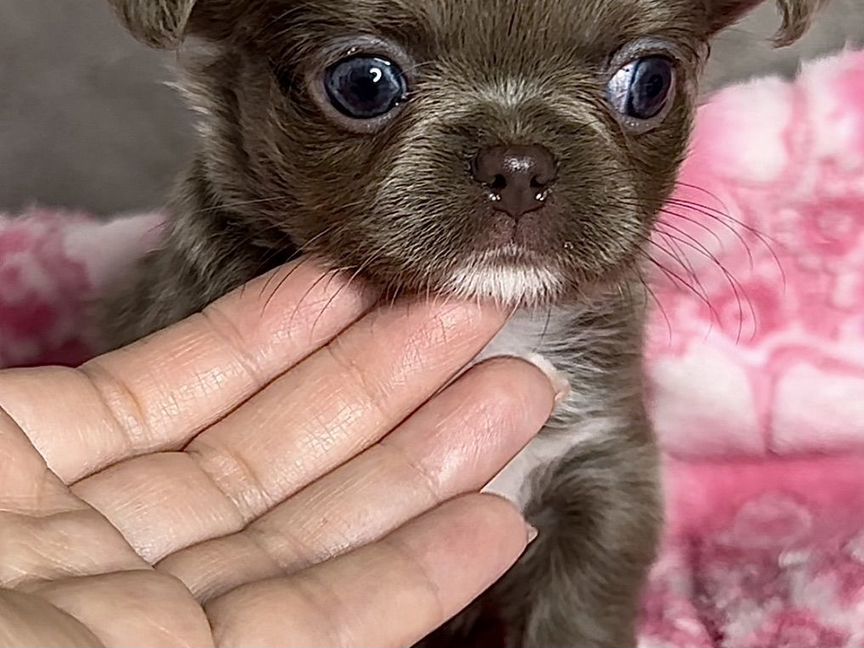 Лиловый курносик