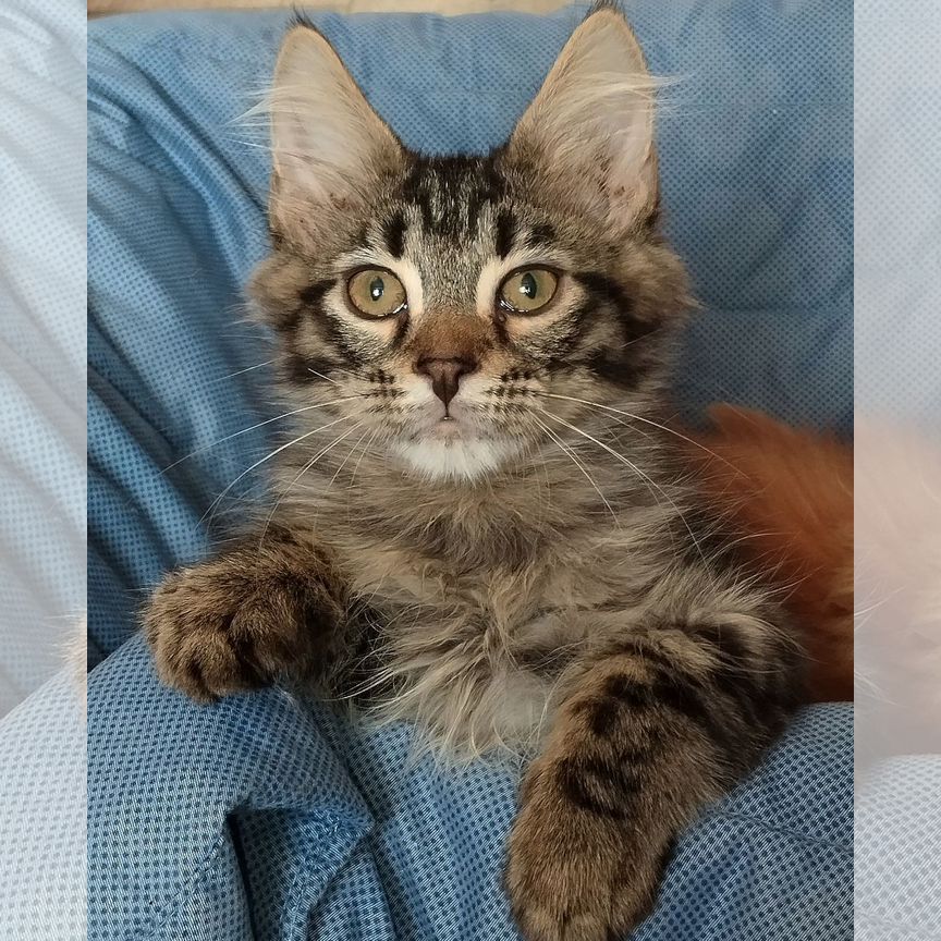 Мейн-кун котёнок