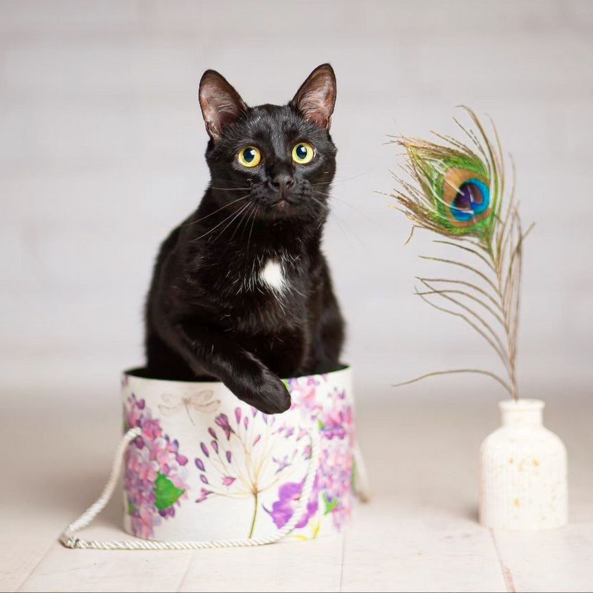 Коты в добрые руки