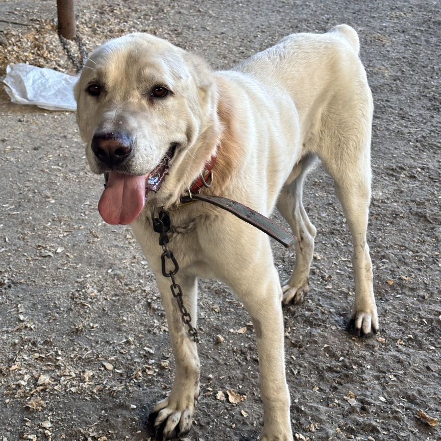 Алабай в добрые руки