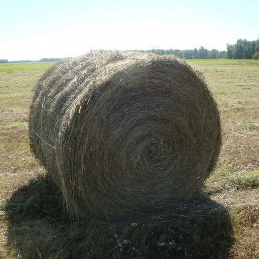 Сено в рулонах