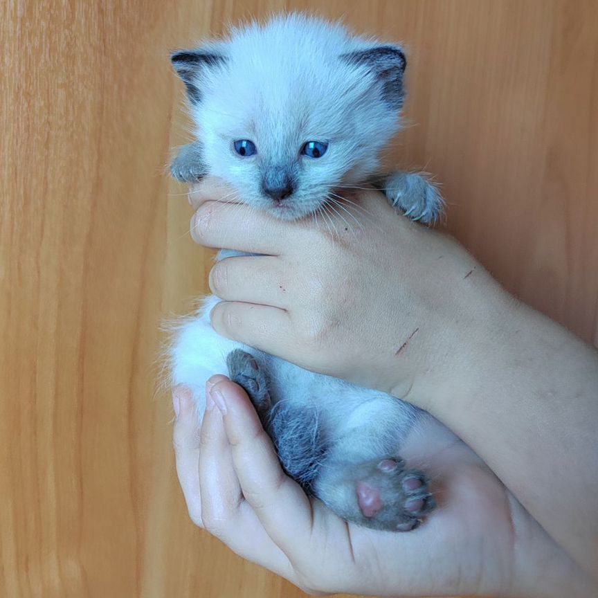 Котёнок в добрые руки