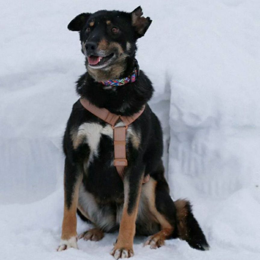 Взрослая собака в добрые руки