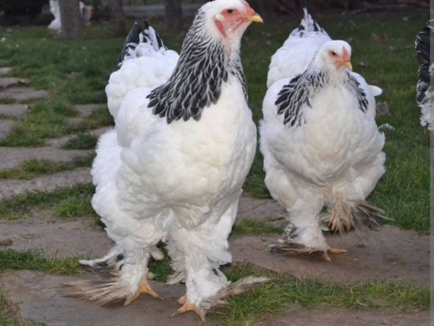 Пара колумбийская брама