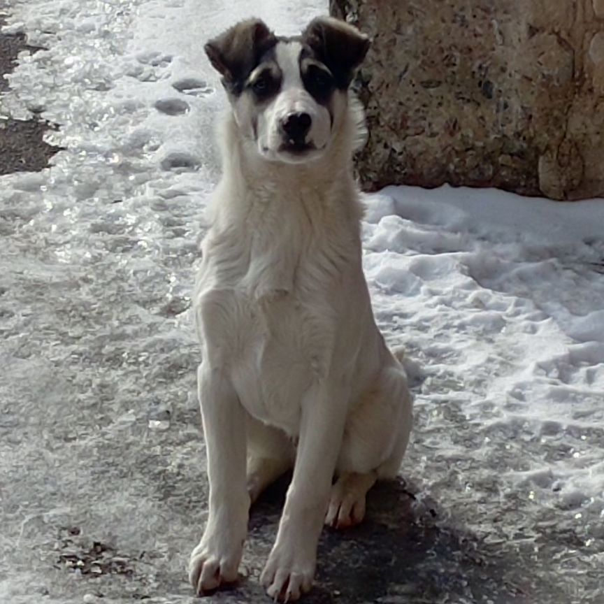 Щенок в добрые руки