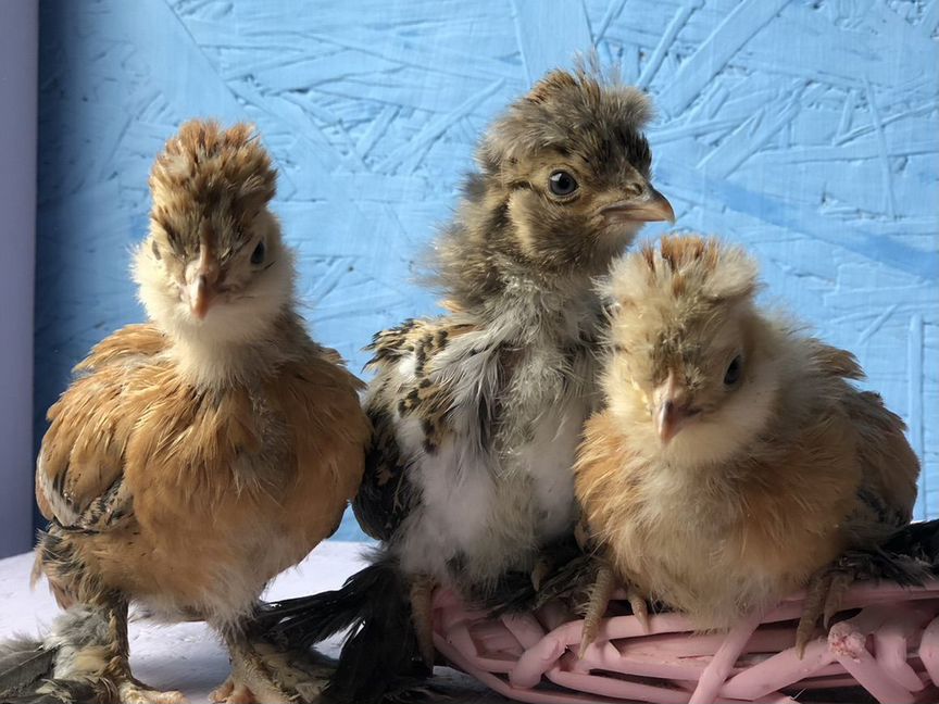 Цыплята Алтайской Бентамки