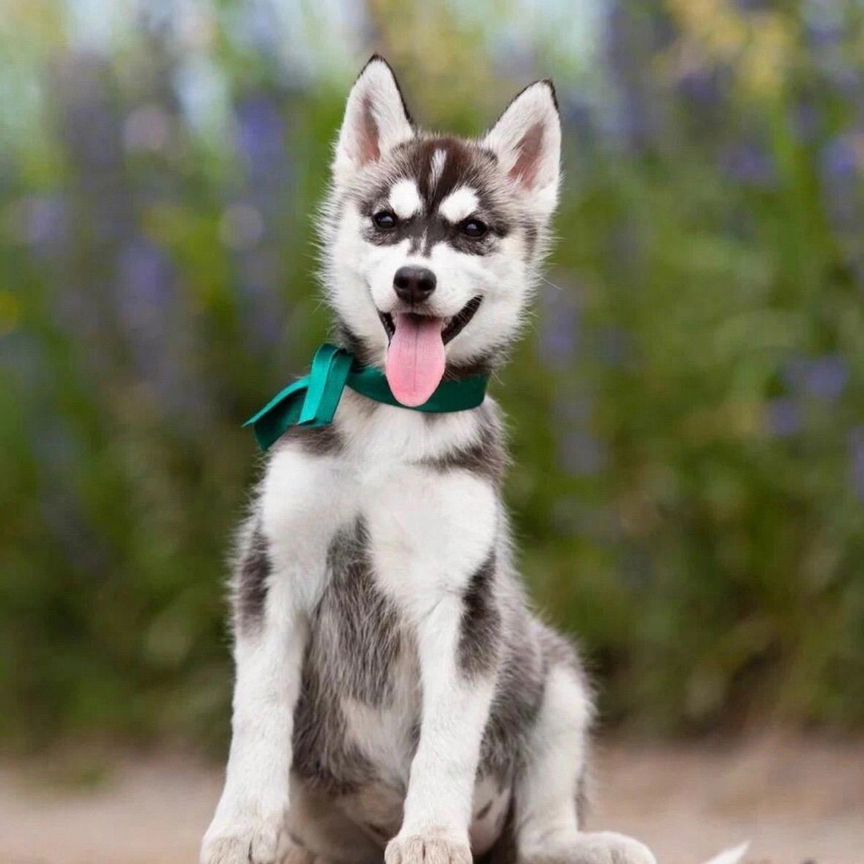 Чудесная умненькая девочка Обь