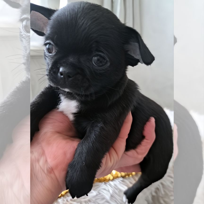 Чихуахуа, щенок