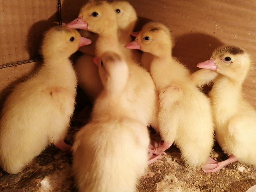 Продажа индоутят