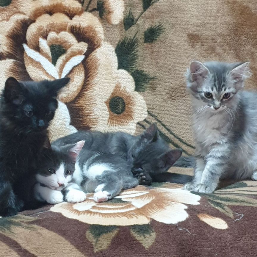 Котёнок в добрые руки