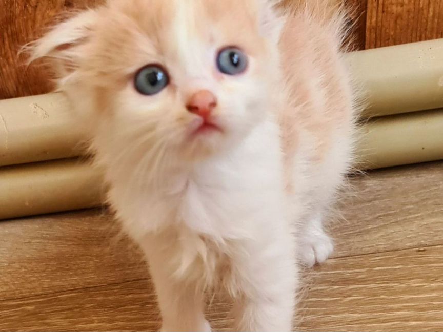 Отдам очаровательного котенка в добрые руки