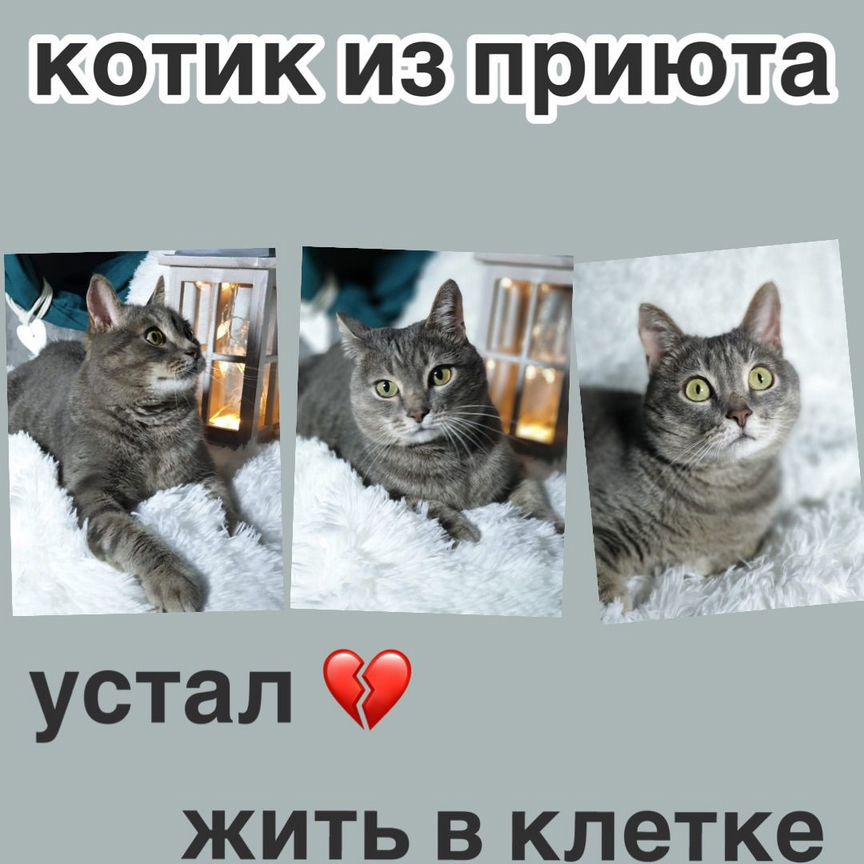 Красавец кот в любящие руки