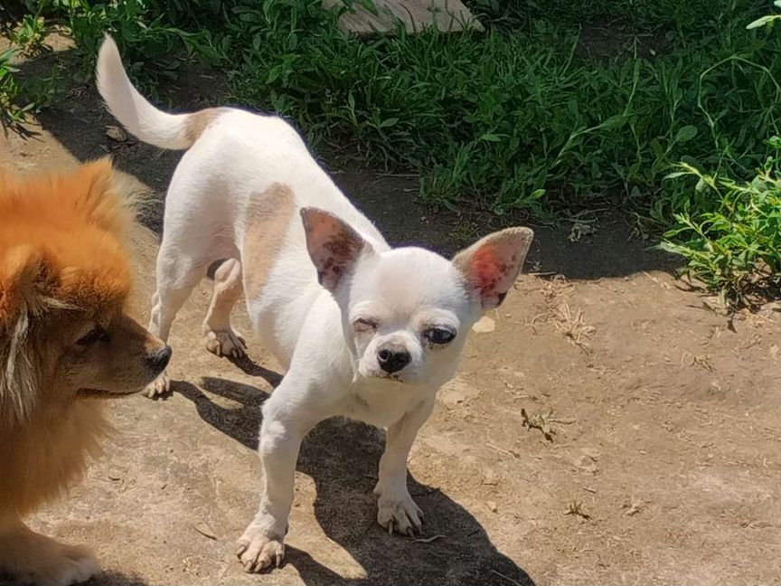 Чихуахуа девочка. 1,5 года. Ветпаспорт