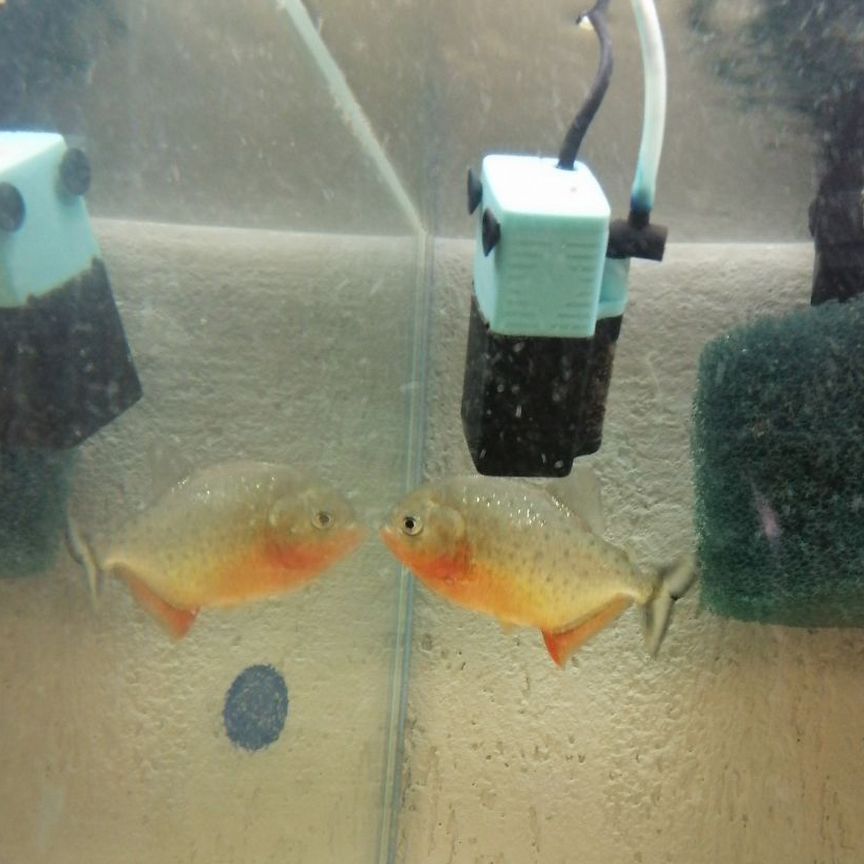 Пиранья Наттерера