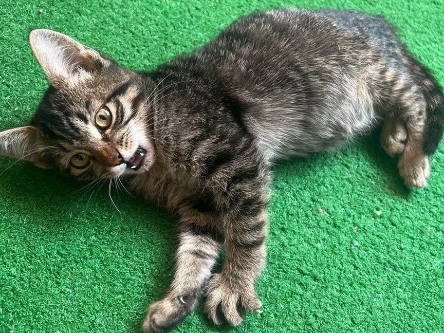 Котенок девочка полосатая выкинули на улицу