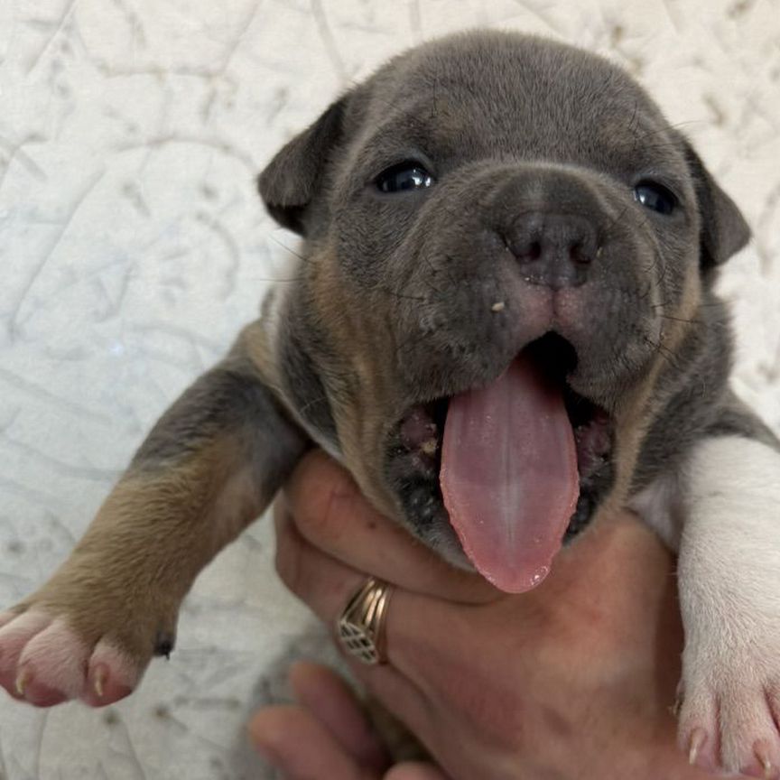 Американский булли, щенок