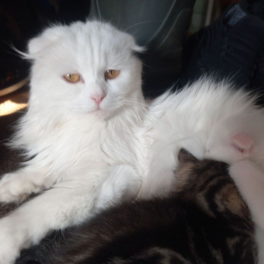 Шотландские котята