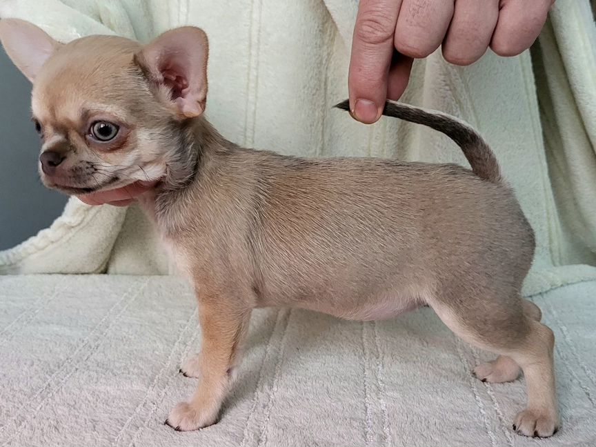 Чихуахуа девочка