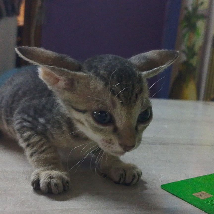 Донской сфинкс котята