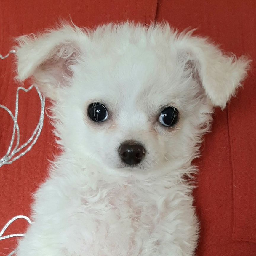 Чихуахуа, щенок