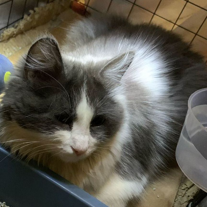 Котята в добрые руки даром