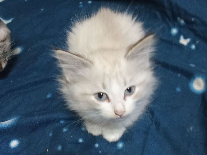 Невские Маскарадные кошки