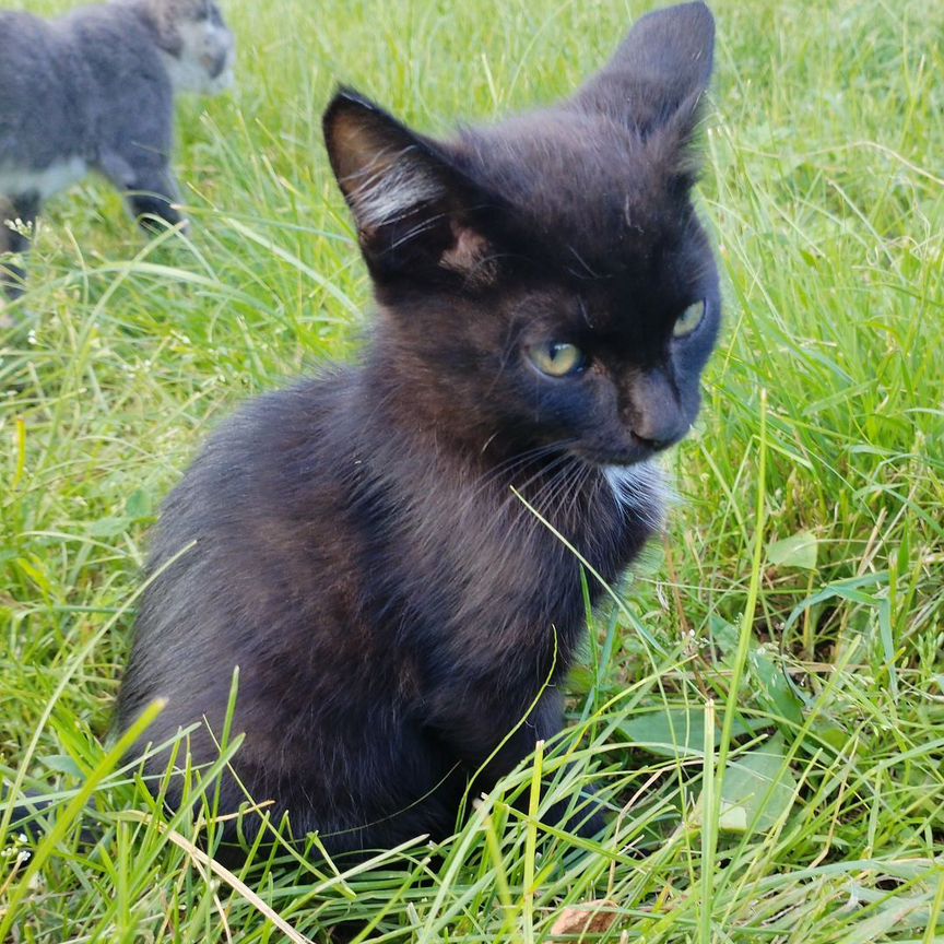 Котенок в добрые руки