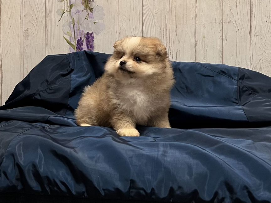 Померанские шпицы