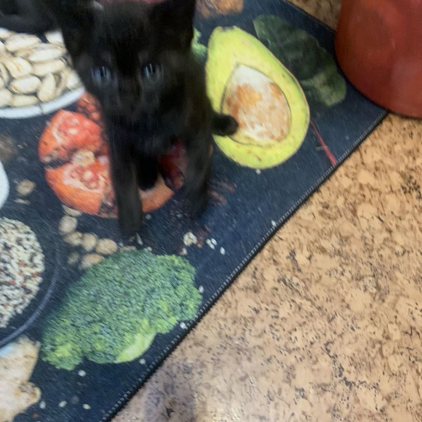 Британские котята