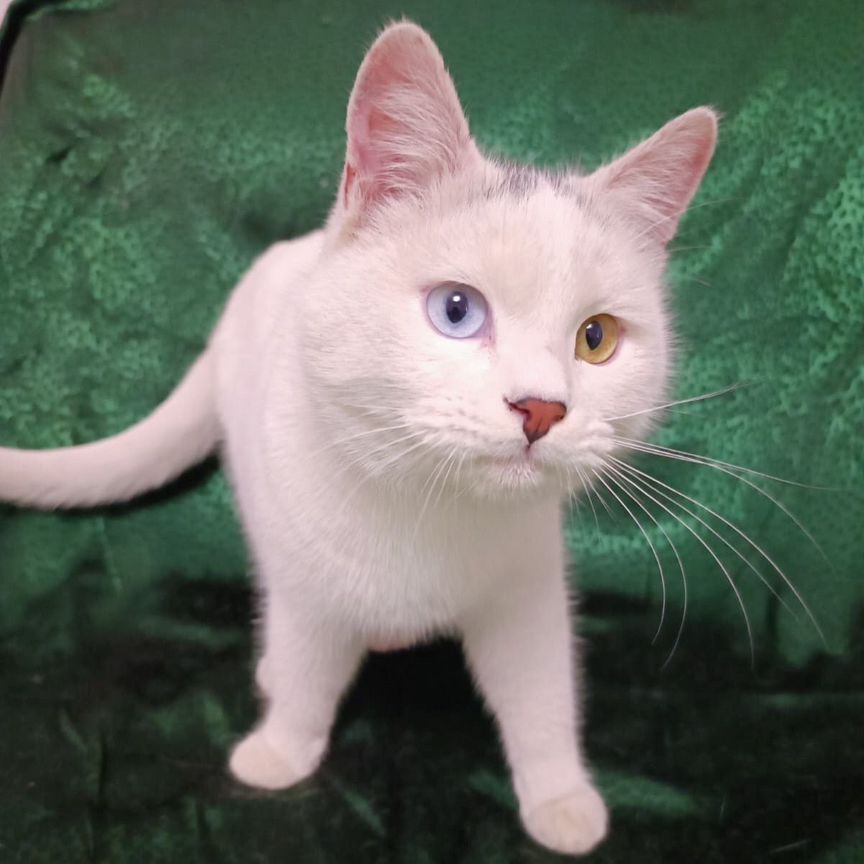Котенок Ромэо