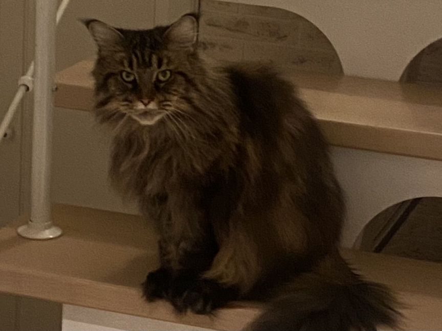 Кошка Мейн Кун в хорошие руки