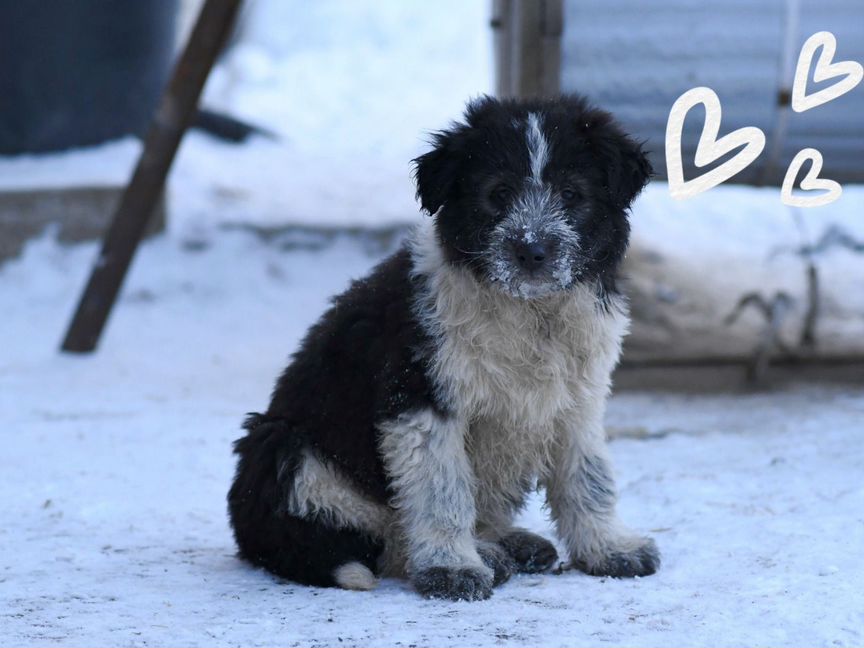 Малыши 2,5 мес. с пром зоны