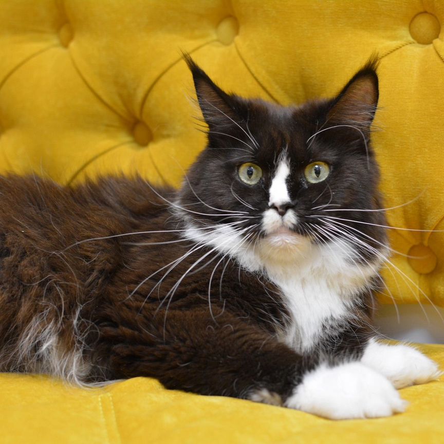 Кошка Мейнкун