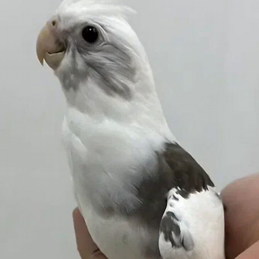 Попугай Корела безщекая