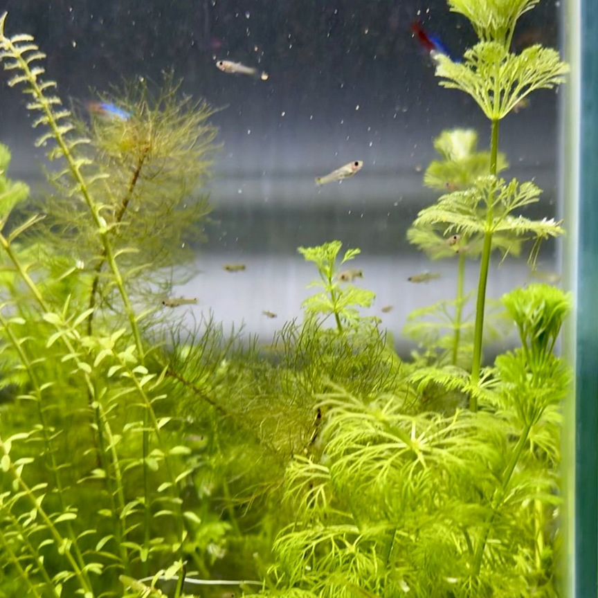 Рыбки гуппи мальки