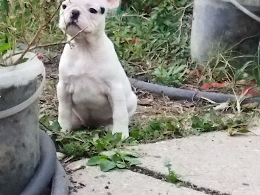 Белые зефирки