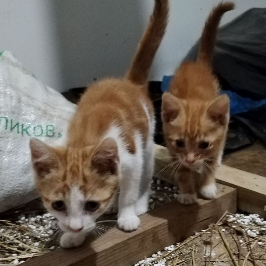Котята в хорошие руки