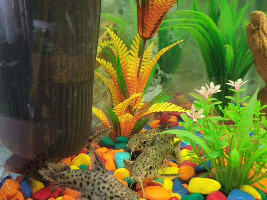 Аквариумные рыбки сомики Павлиний глаз