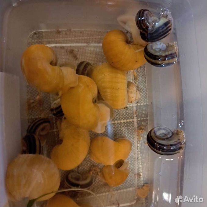 Улитки аквариумные ампулярии,маризы