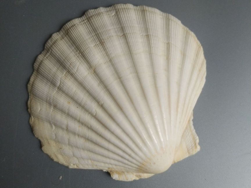 Ракушка Морская Большая