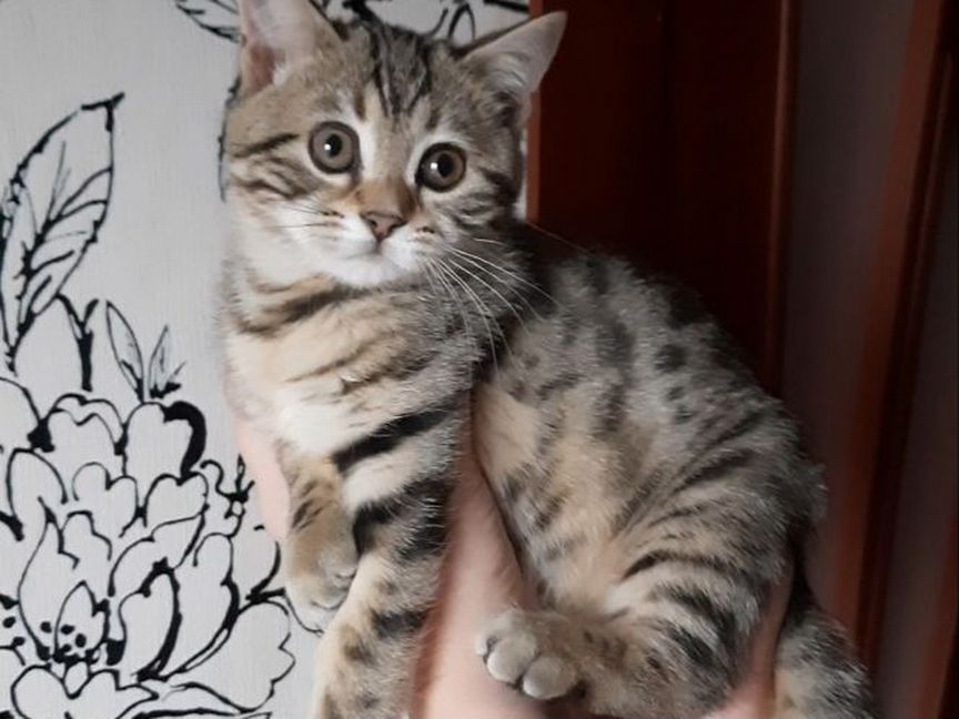 Шотландские прямоухие котята
