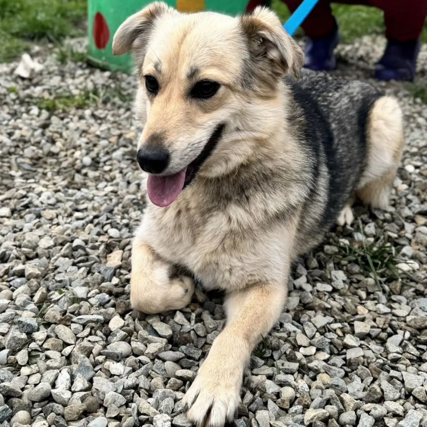 Взрослая собака в добрые руки