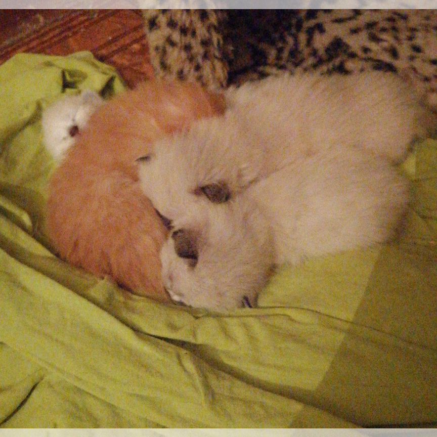 Сиамский котёнок